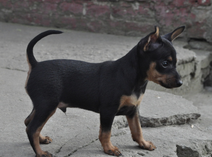 Pražský krysařík :: Kazari-acd